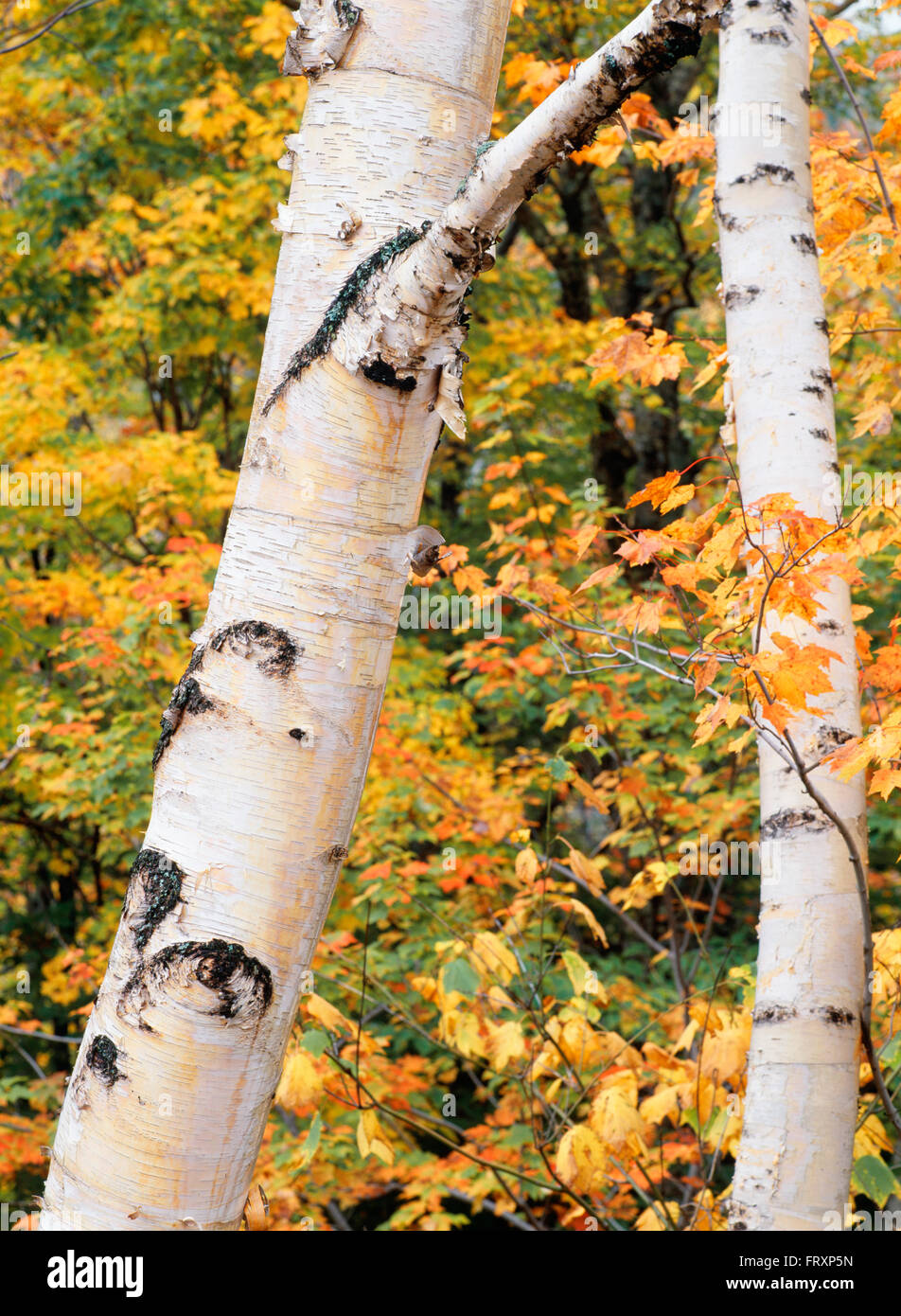 American White Birch Leaf