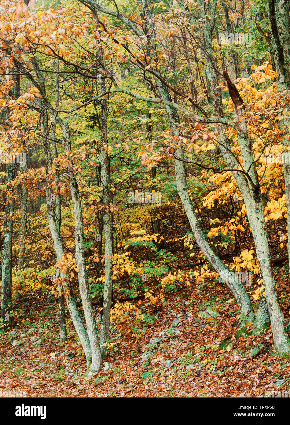 Shenandoah national park autumn colour hi-res stock photography and ...