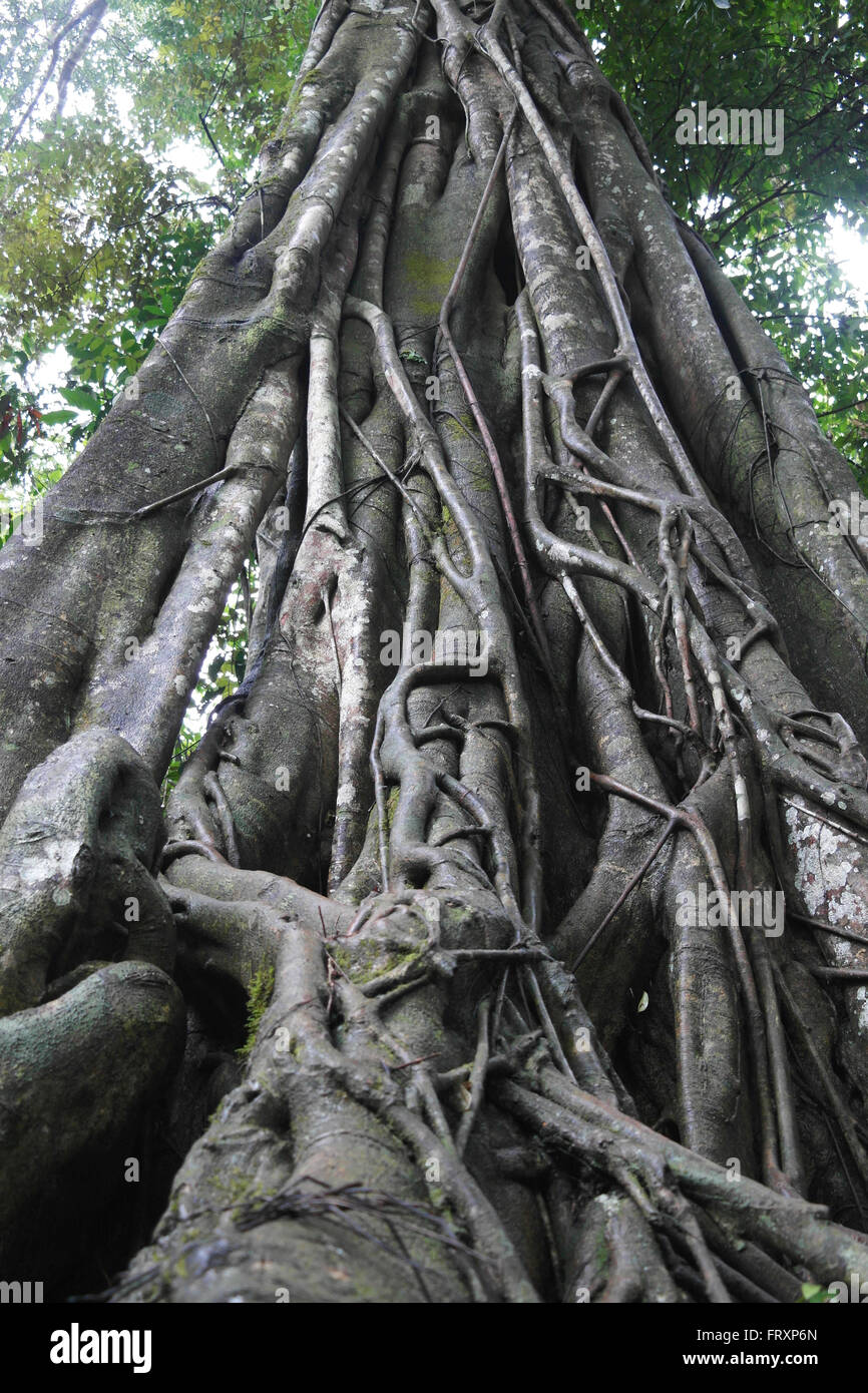 Cypress Tree in Luang Prabang - Laos Stock Photo - Alamy