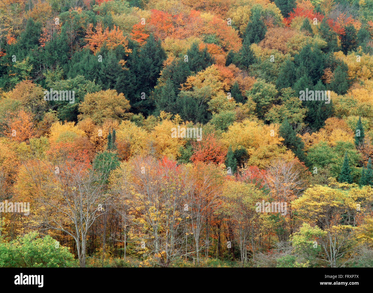 Vermont forests hi-res stock photography and images - Alamy