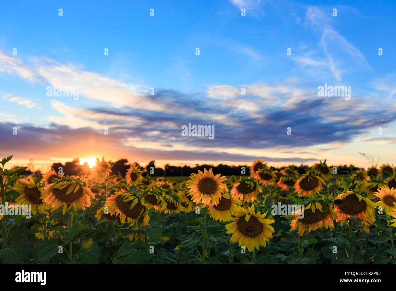 Sunflower field at sunset Stock Photo - Alamy