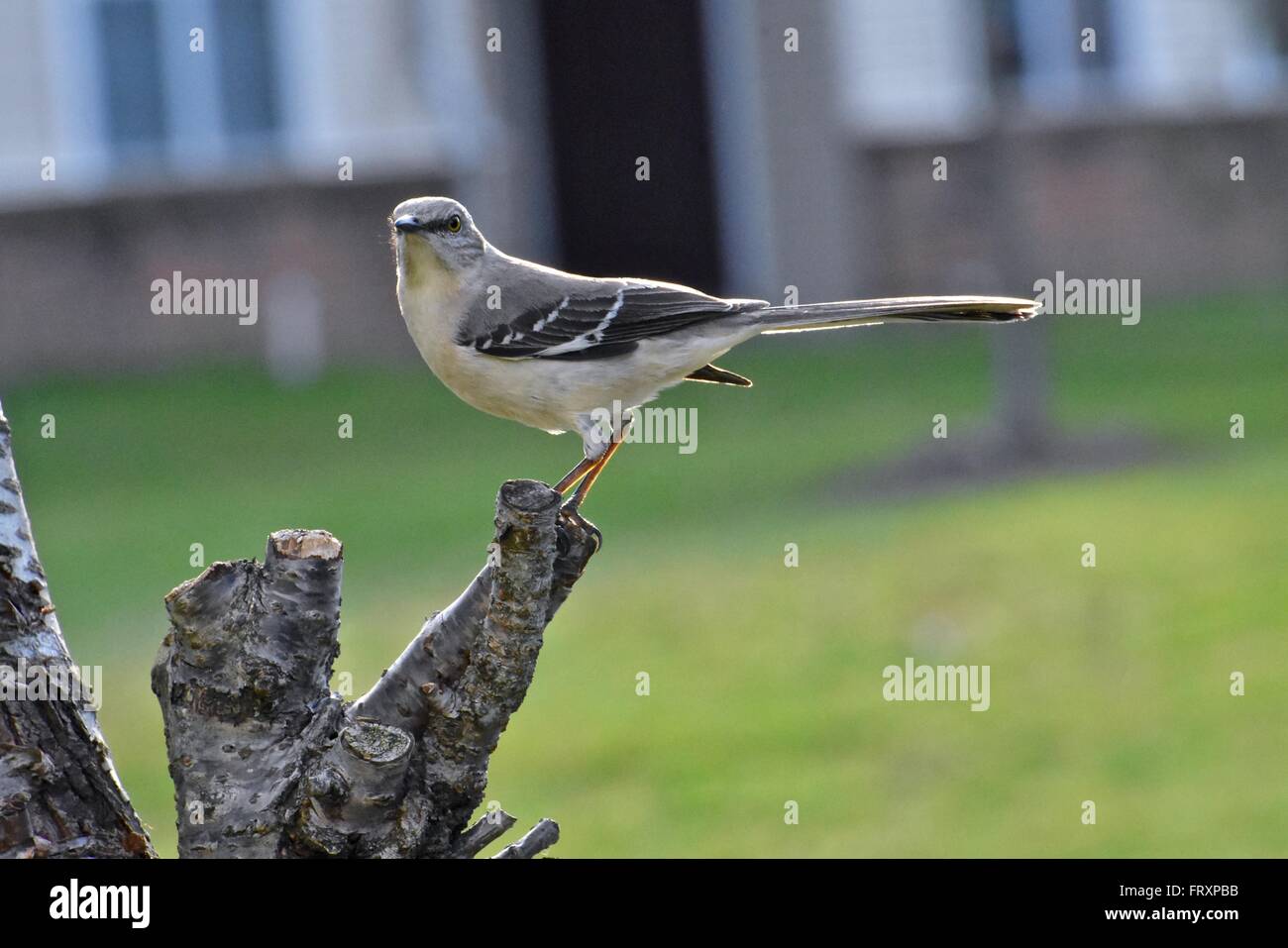 Beautiful bird on a sunny spring day Stock Photo - Alamy