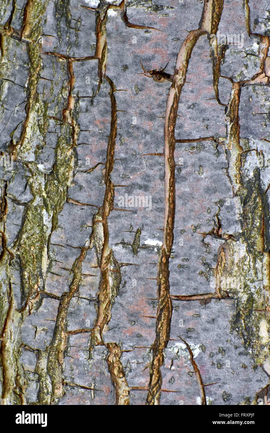 Close up tree bark texture hi-res stock photography and images - Alamy