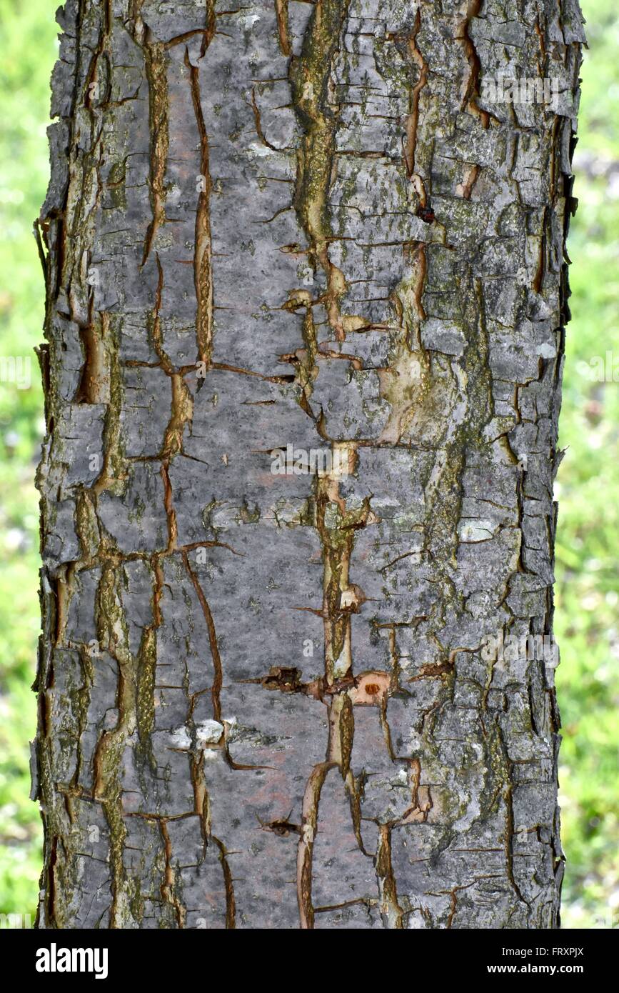 Bark tree bark hi-res stock photography and images - Alamy