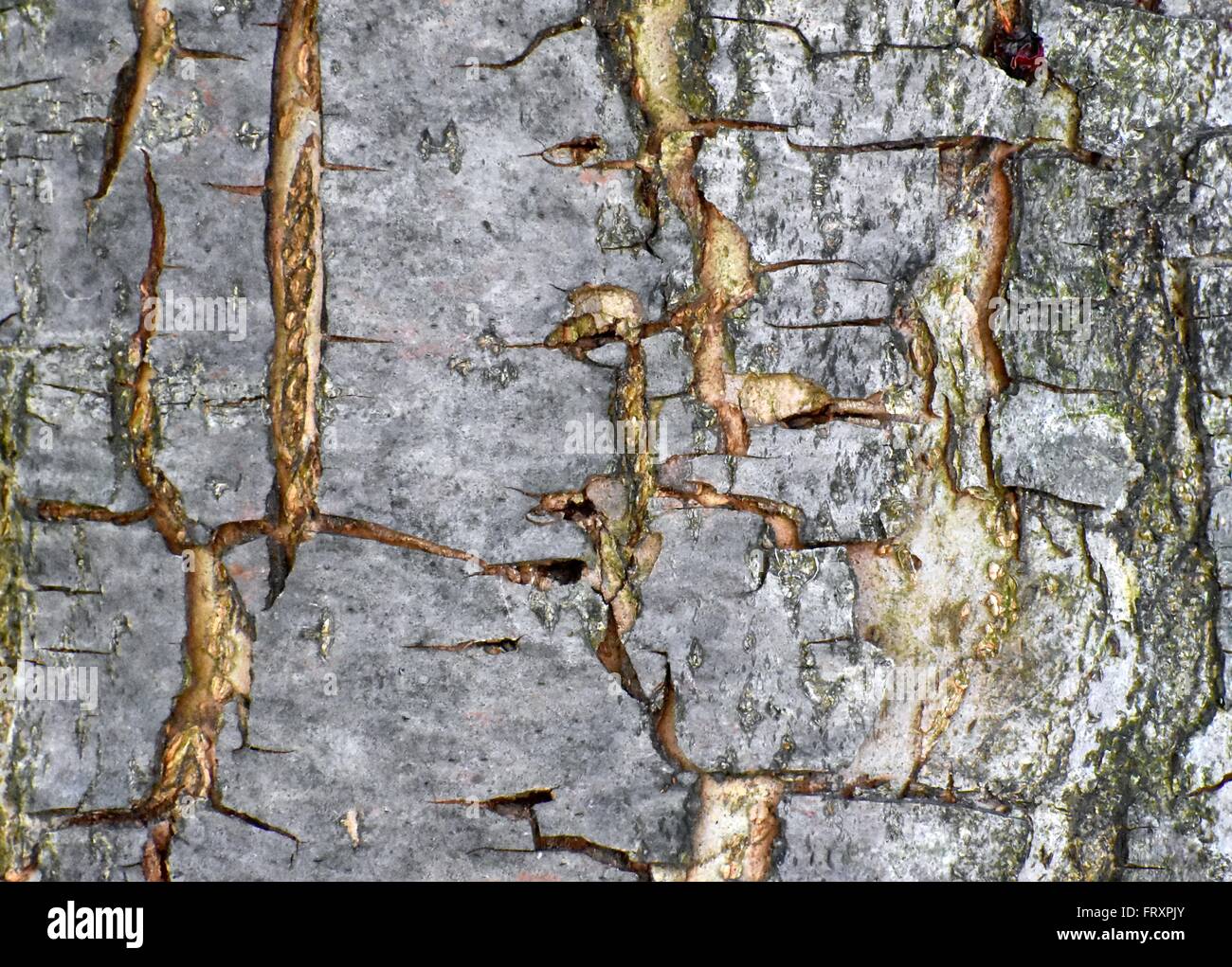 Bark tree bark hi-res stock photography and images - Alamy