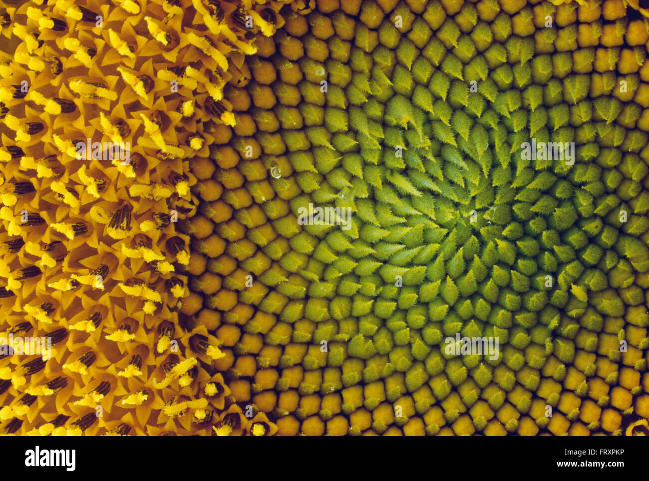 Close-up of a Sunflower Stock Photo - Alamy