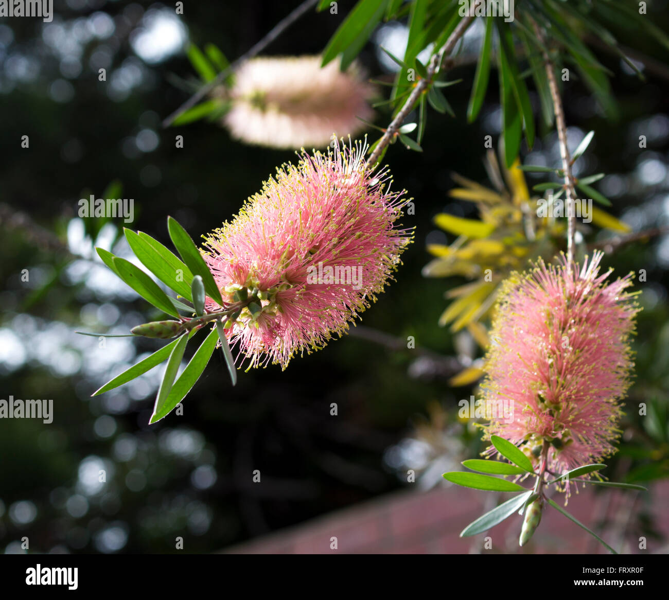 Pale pink callistemon Australian bottlebrush blooming in spring ...