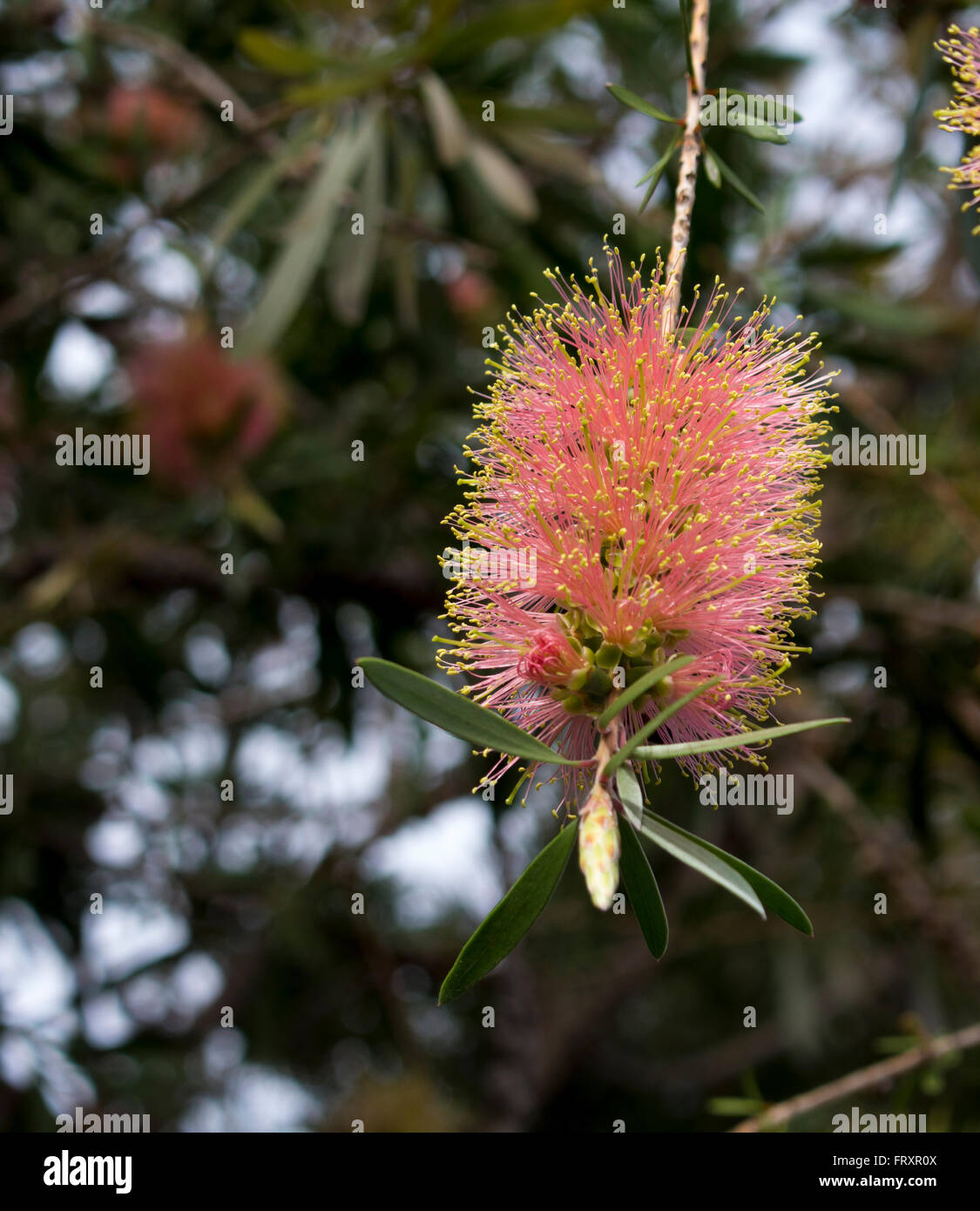 Pale pink callistemon Australian bottlebrush blooming in spring ...