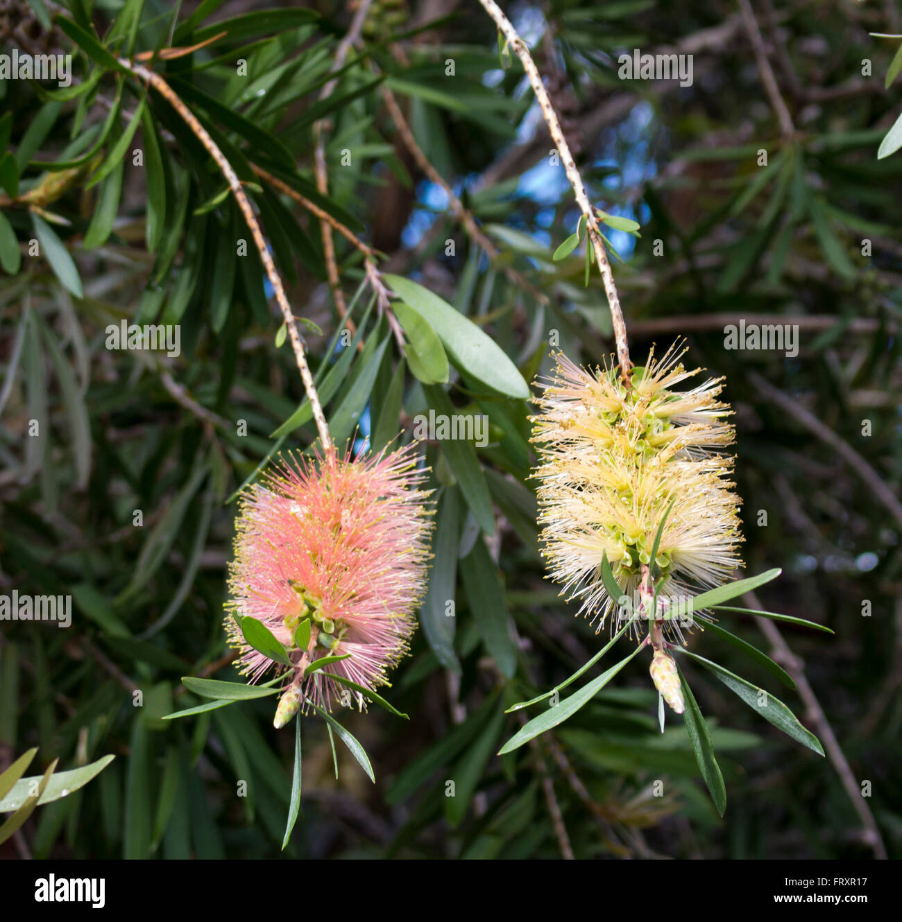 Pale pink callistemon Australian bottlebrush blooming in spring ...