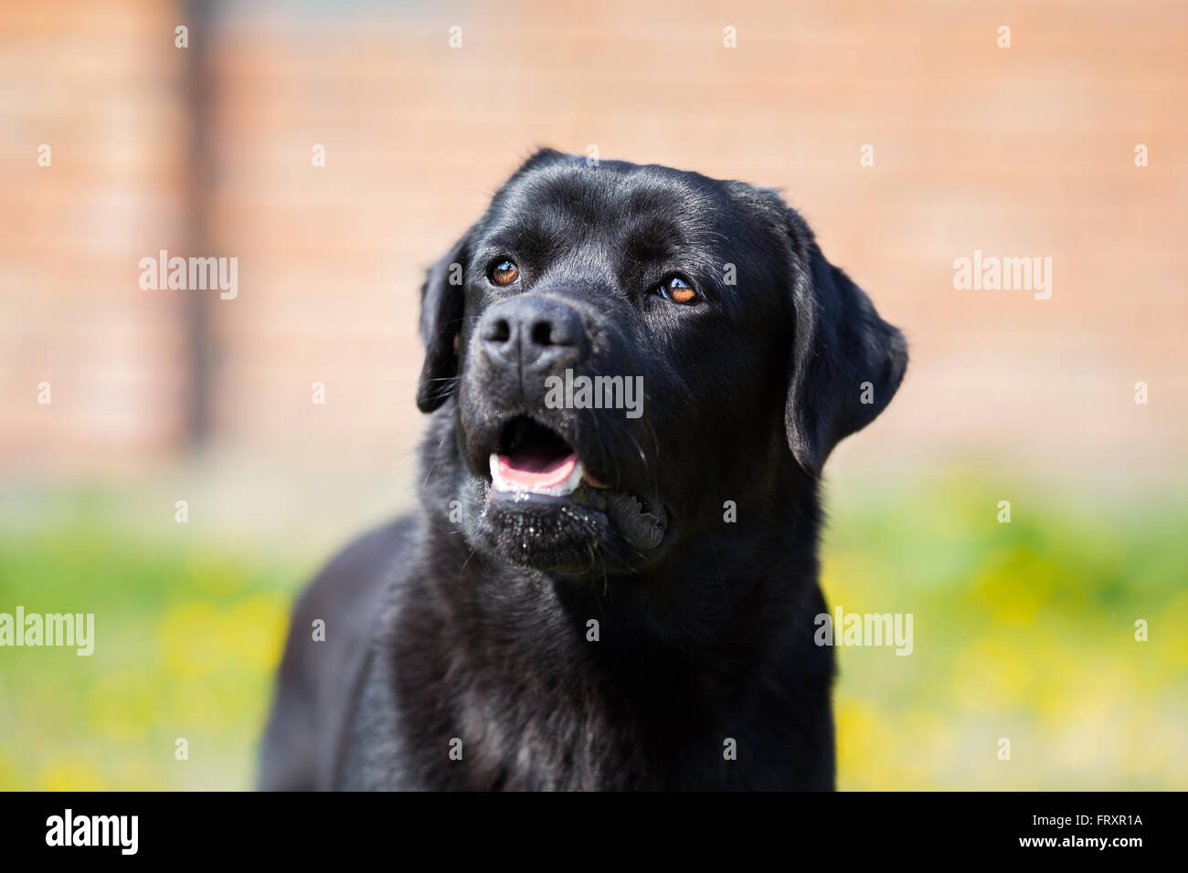 Black Labrador retriever dog spring portrait Stock Photo - Alamy