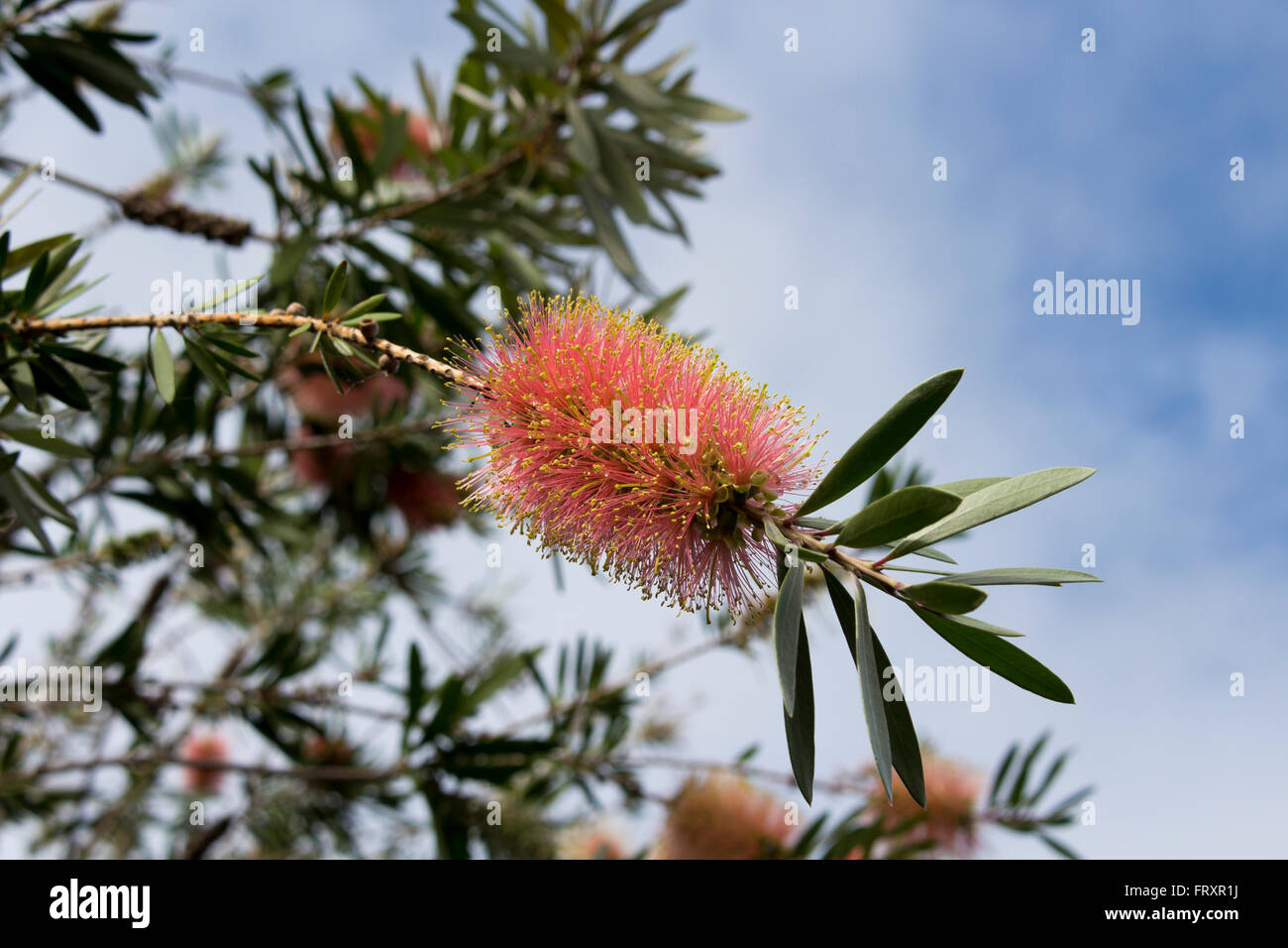 Pale pink callistemon Australian bottlebrush blooming in spring ...