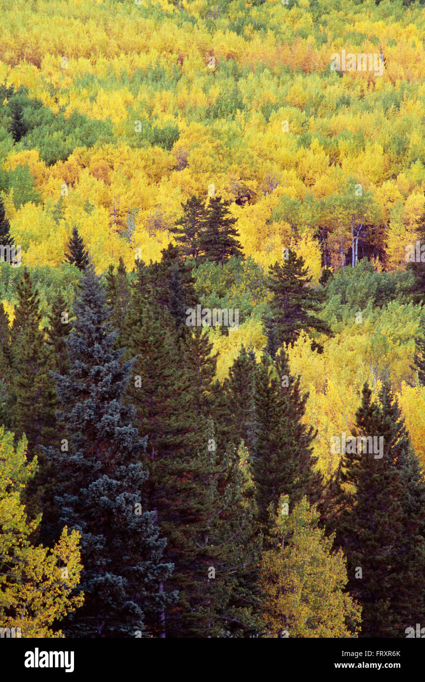 Mixture of Deciduous and Evergreen Trees in Autumn, Jasper National ...