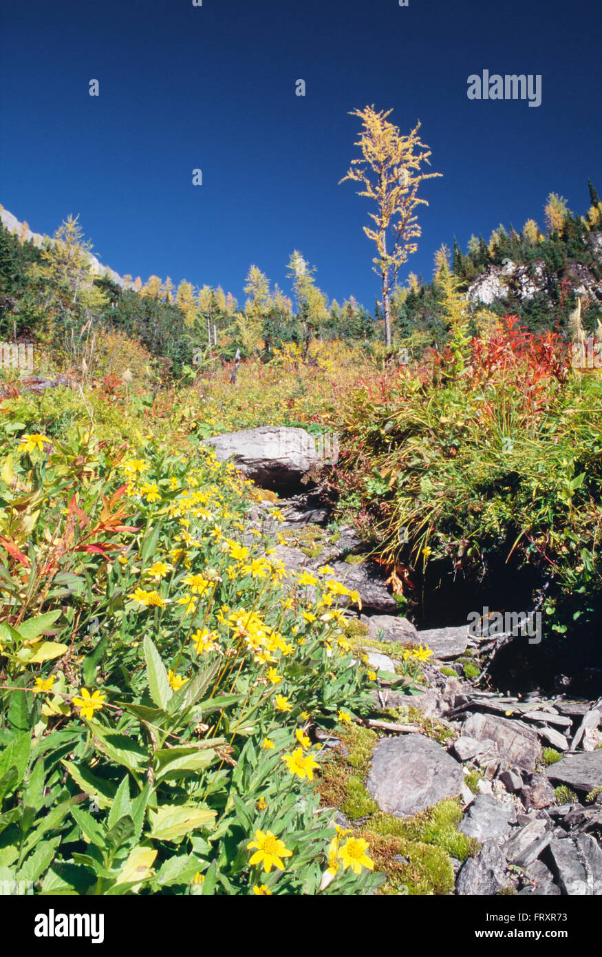 Meadow In Fall, Floe Lake, Kootenay National Park, British Columbia ...