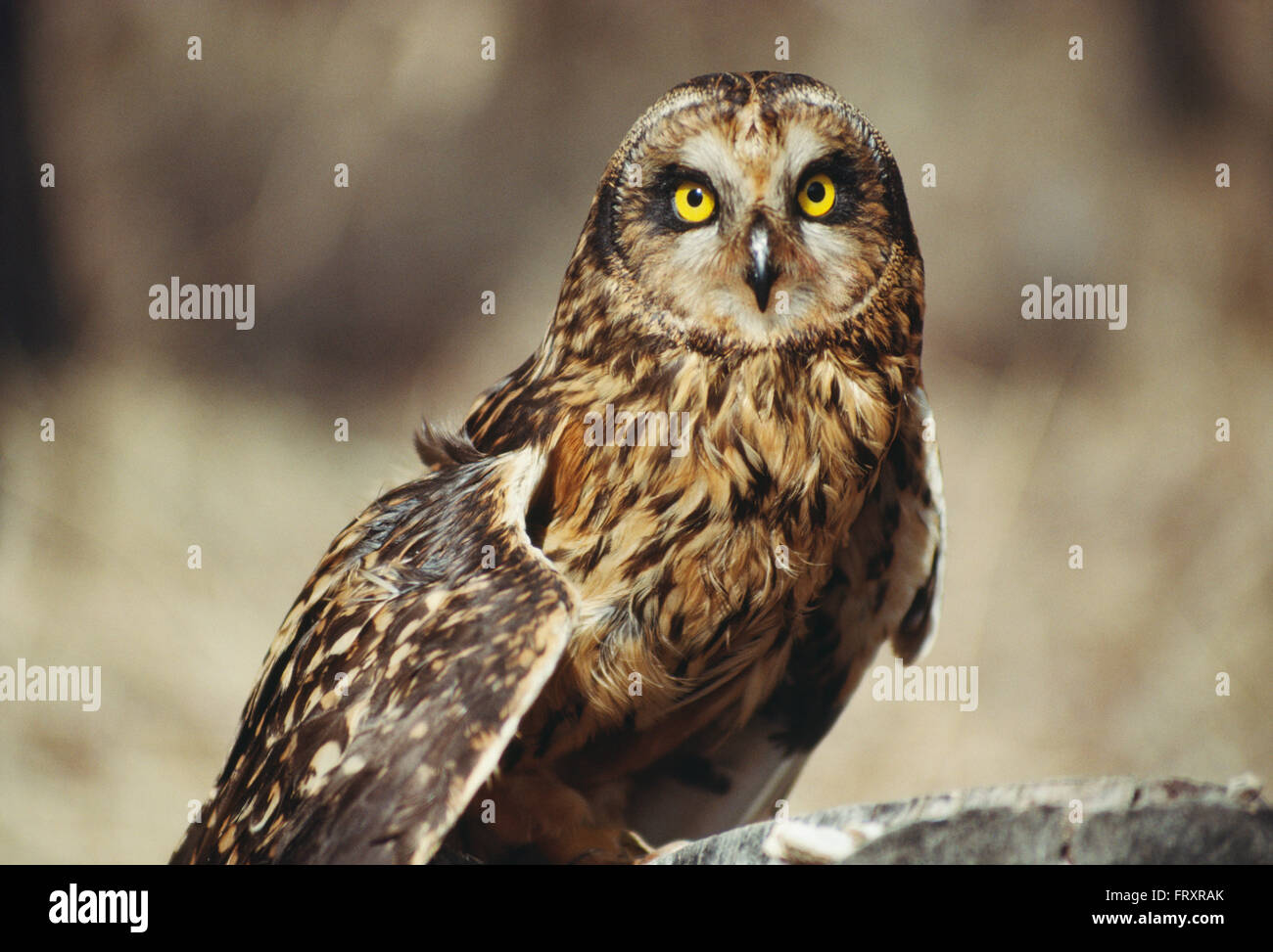 Portrait of a Short-Eared Owl Stock Photo - Alamy
