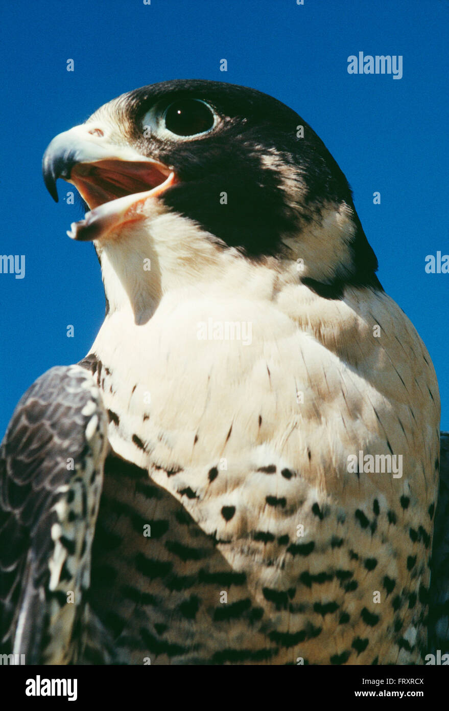 Portrait of a Mature Male Peregrine Falcon Stock Photo - Alamy