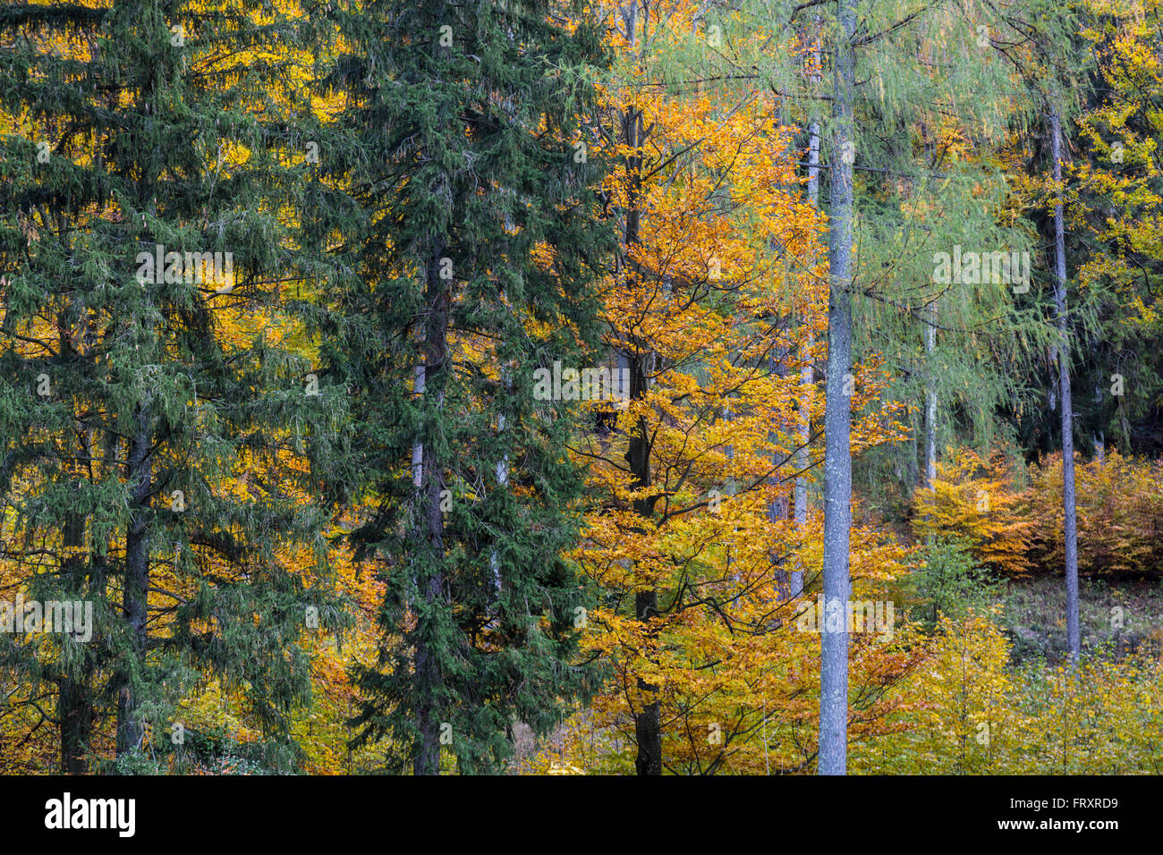 Autumn colors, Forest, Trees, Naturepark Ötscher Tormäuer, Lower ...