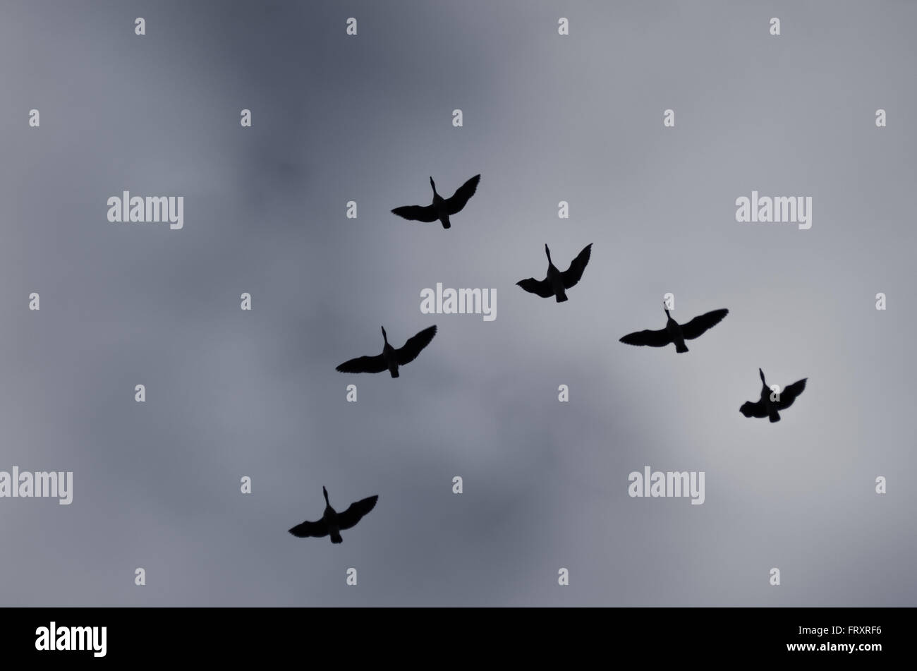 Geese in flight Stock Photo - Alamy