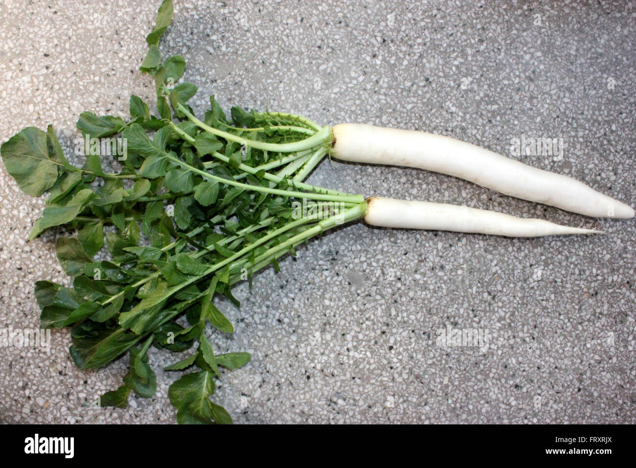 Raphanus sativus var. longipinnatus, Daikon, cultivated vegetable crop ...