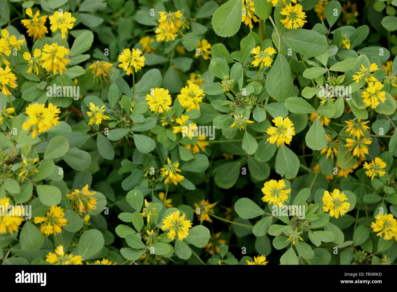 Trigonella corniculata, Sickle-fruit fenugreek, kasuri methi in India ...