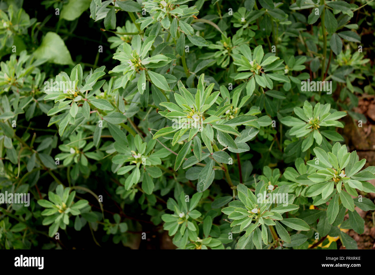 Trifoliate compound leaves hi-res stock photography and images - Alamy
