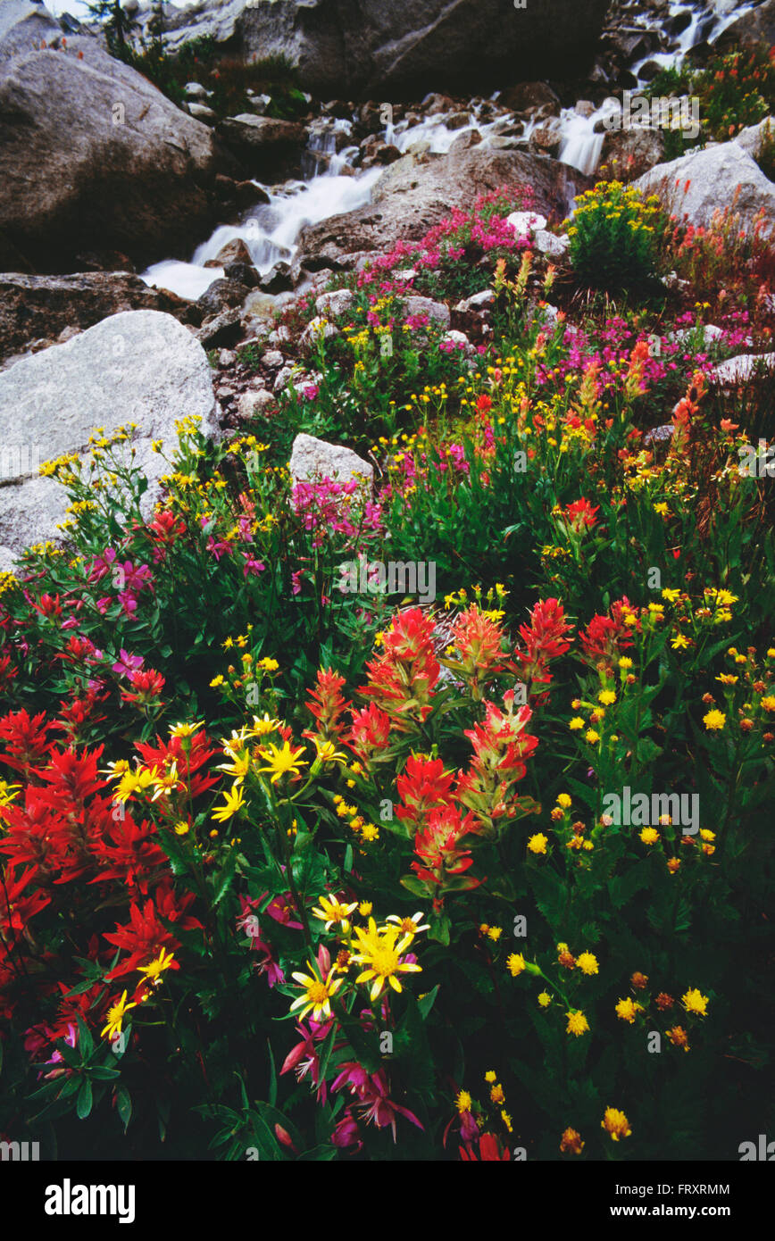 Stream and Alpine Wildflowers at Healy Pass, Banff National Park ...