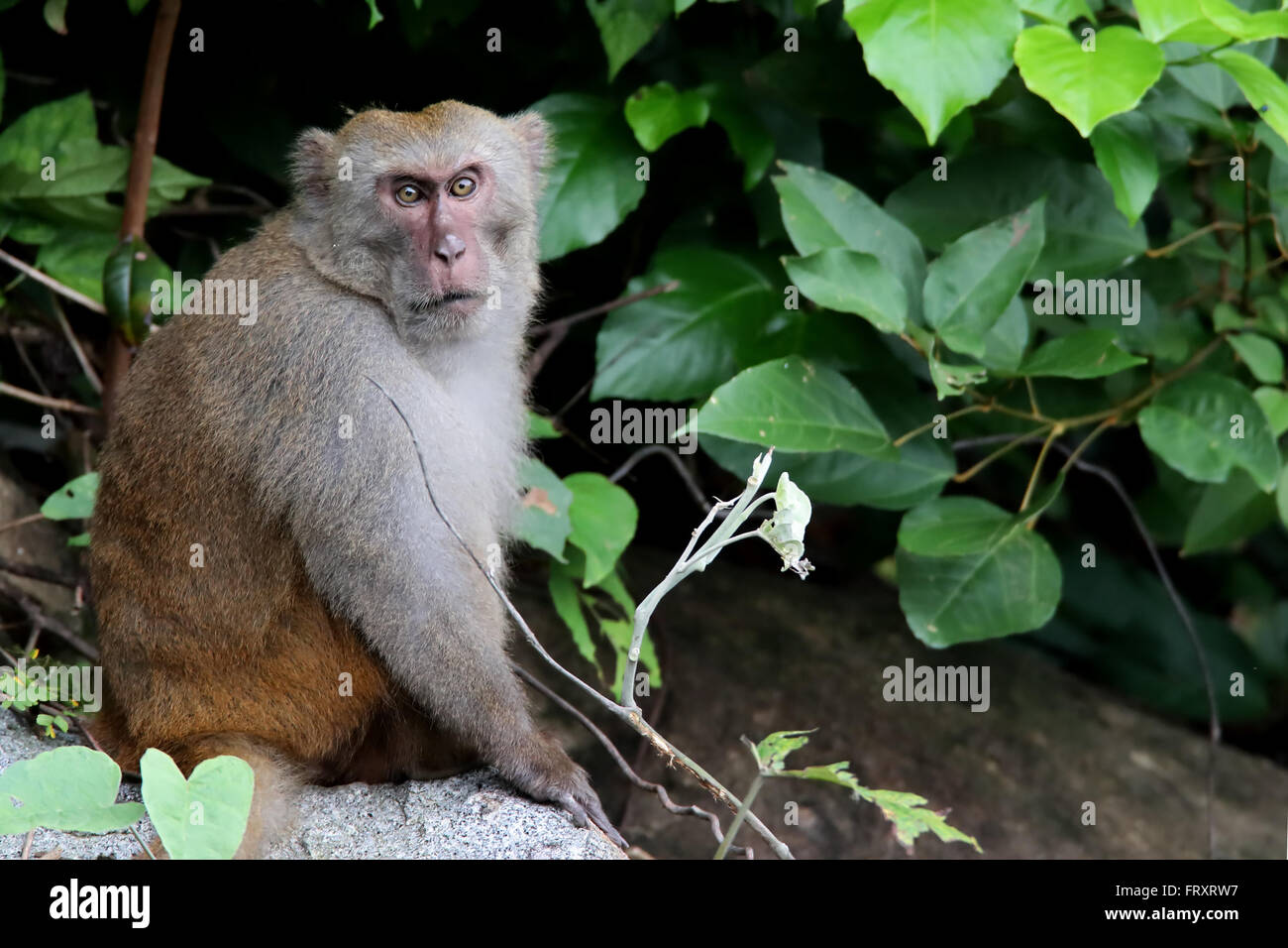 Wild monkeys in their habitats in Vietnam Stock Photo - Alamy