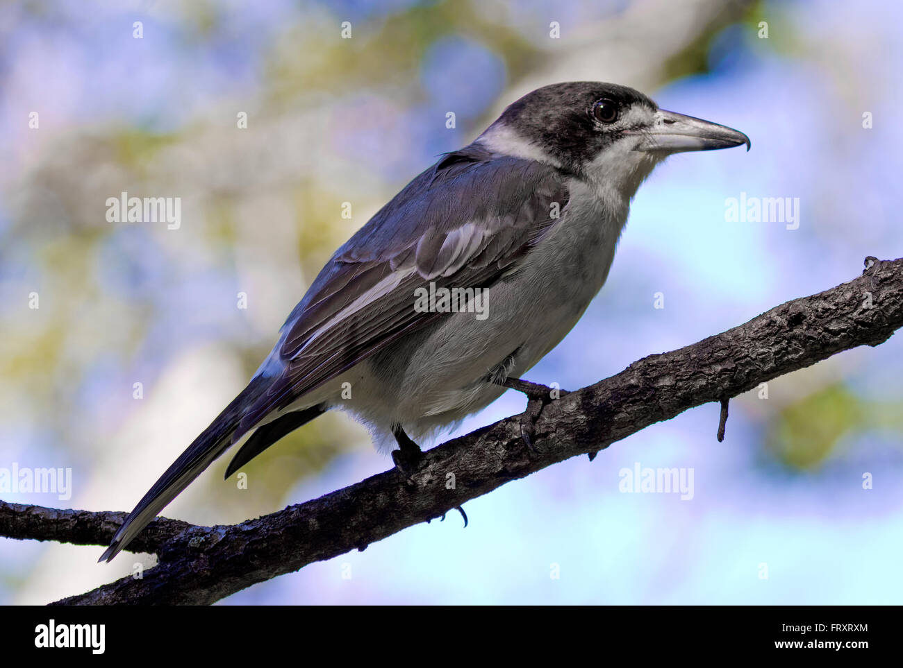 Grey Butcher Bird Stock Photo - Alamy