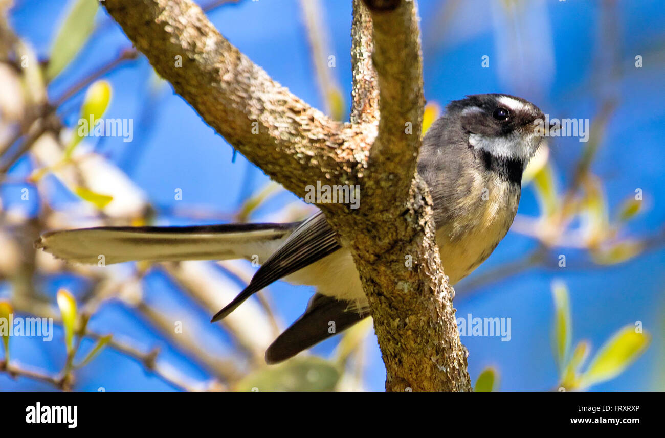Fantail australia hi-res stock photography and images - Alamy