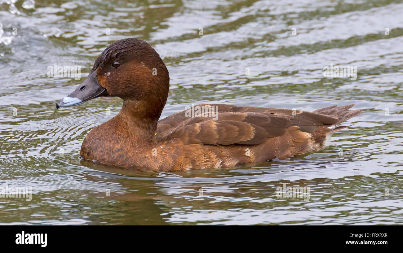 Hardhead Duck male Stock Photo - Alamy