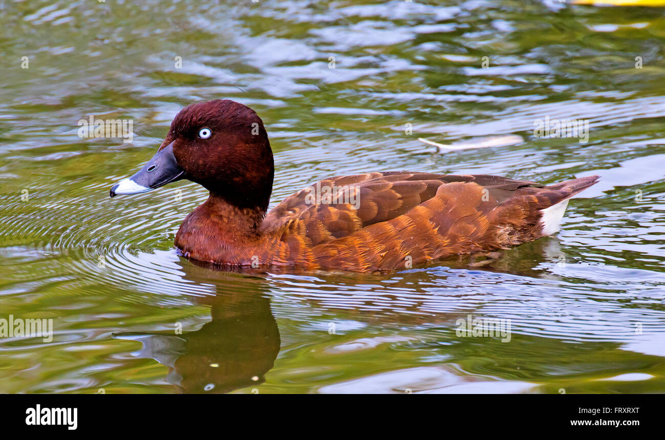 Hardhead Duck male Stock Photo - Alamy