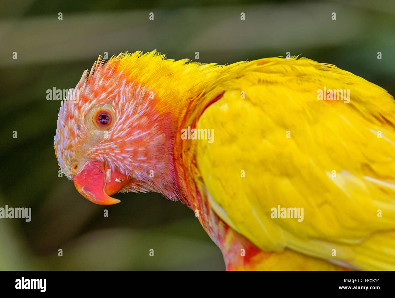 Birds of Australia - Birds photographed within Australia both wild and ...