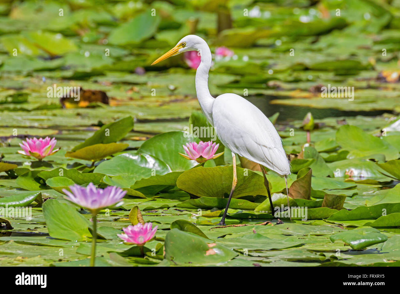 Australia wading birds hi-res stock photography and images - Alamy