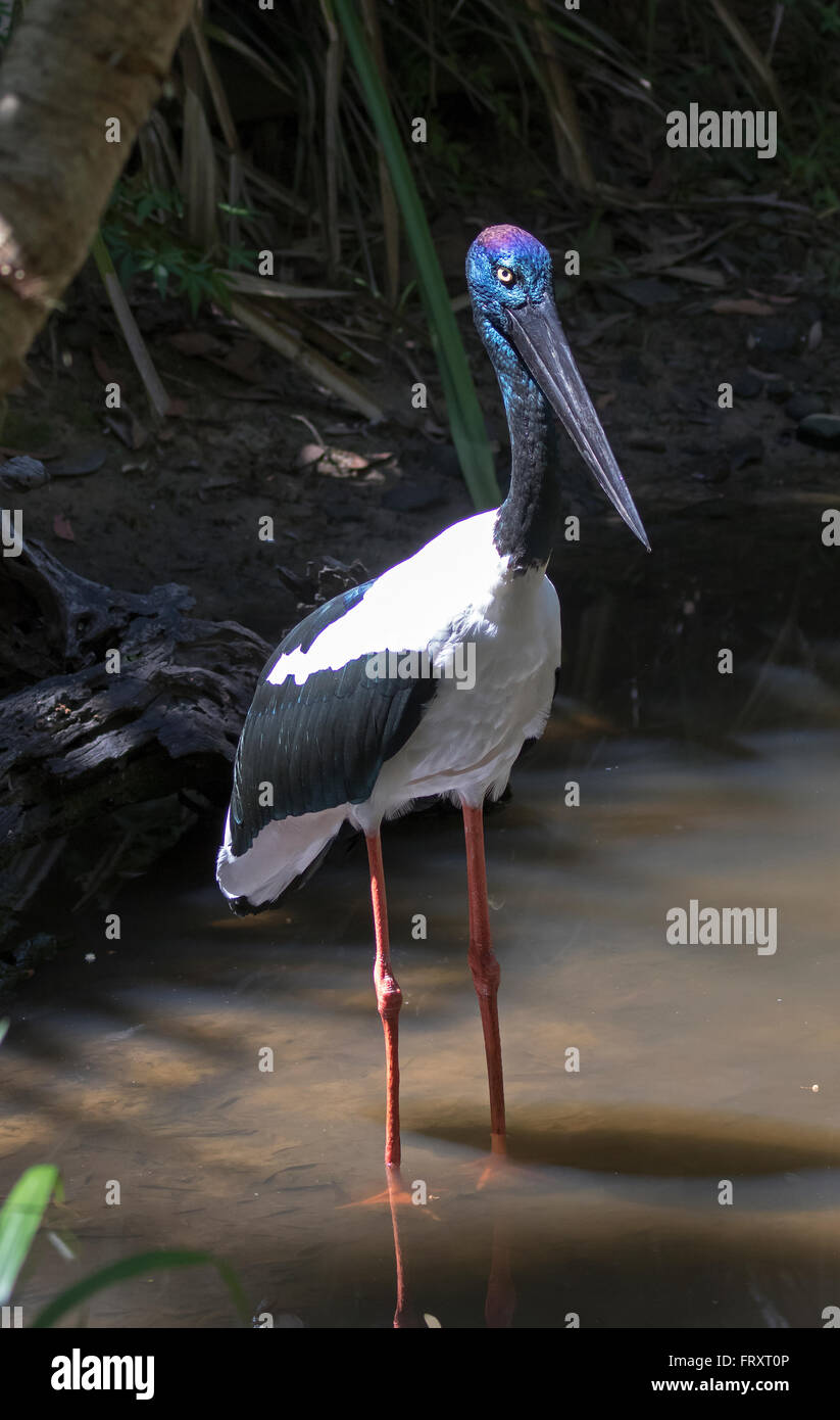 Jabiru bird hi-res stock photography and images - Alamy
