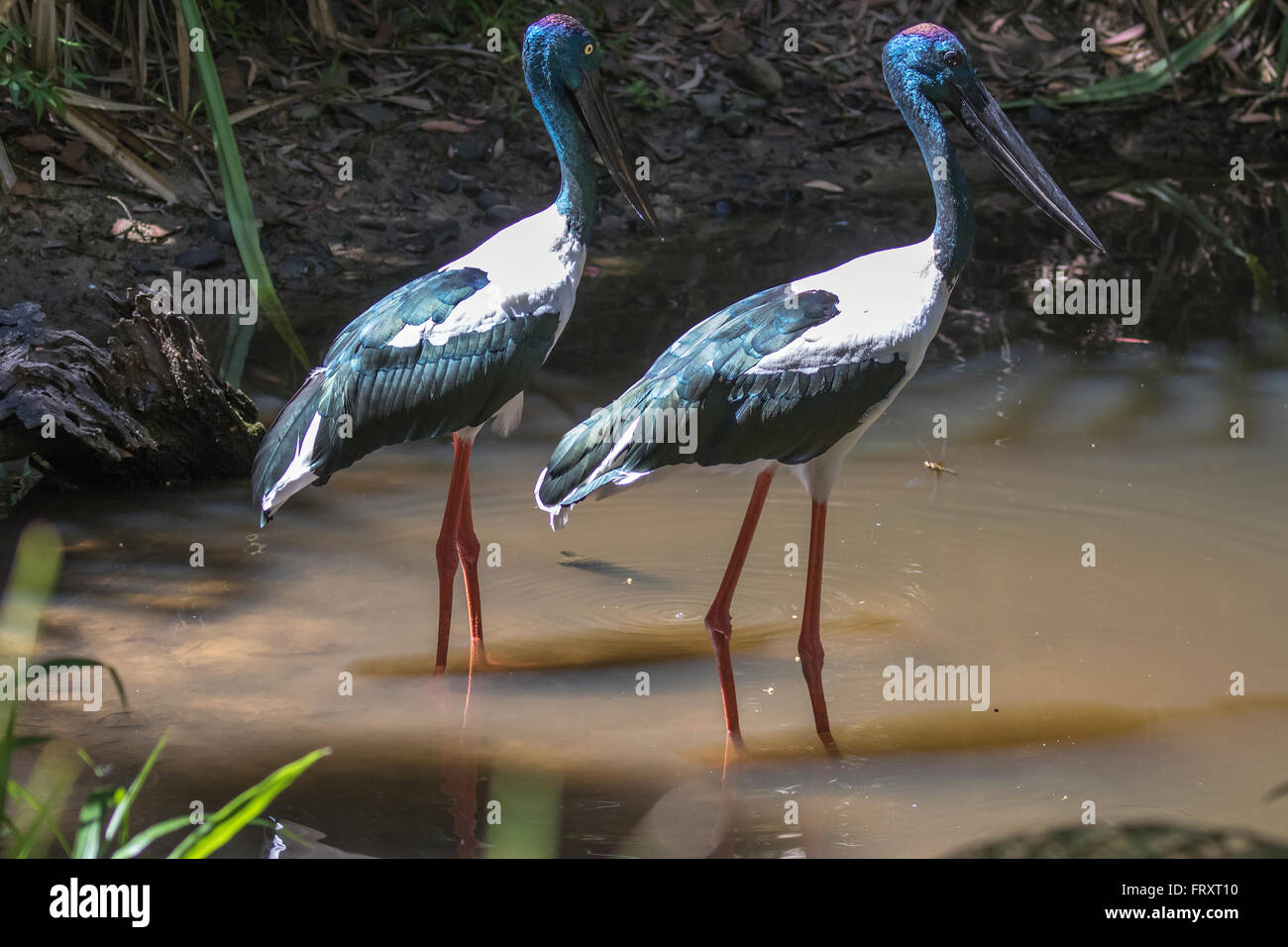 Jabiru australian stork hi-res stock photography and images - Alamy
