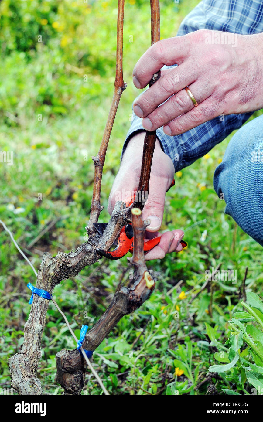 Wine grower engaged in the vine pruning with professional scissors ...