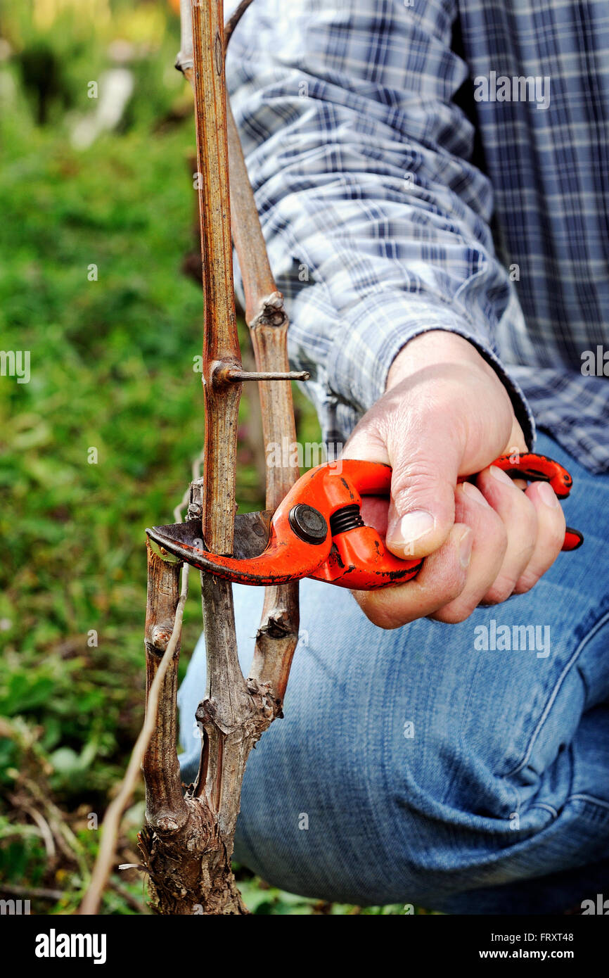 Wine grower engaged in the vine pruning with professional scissors ...