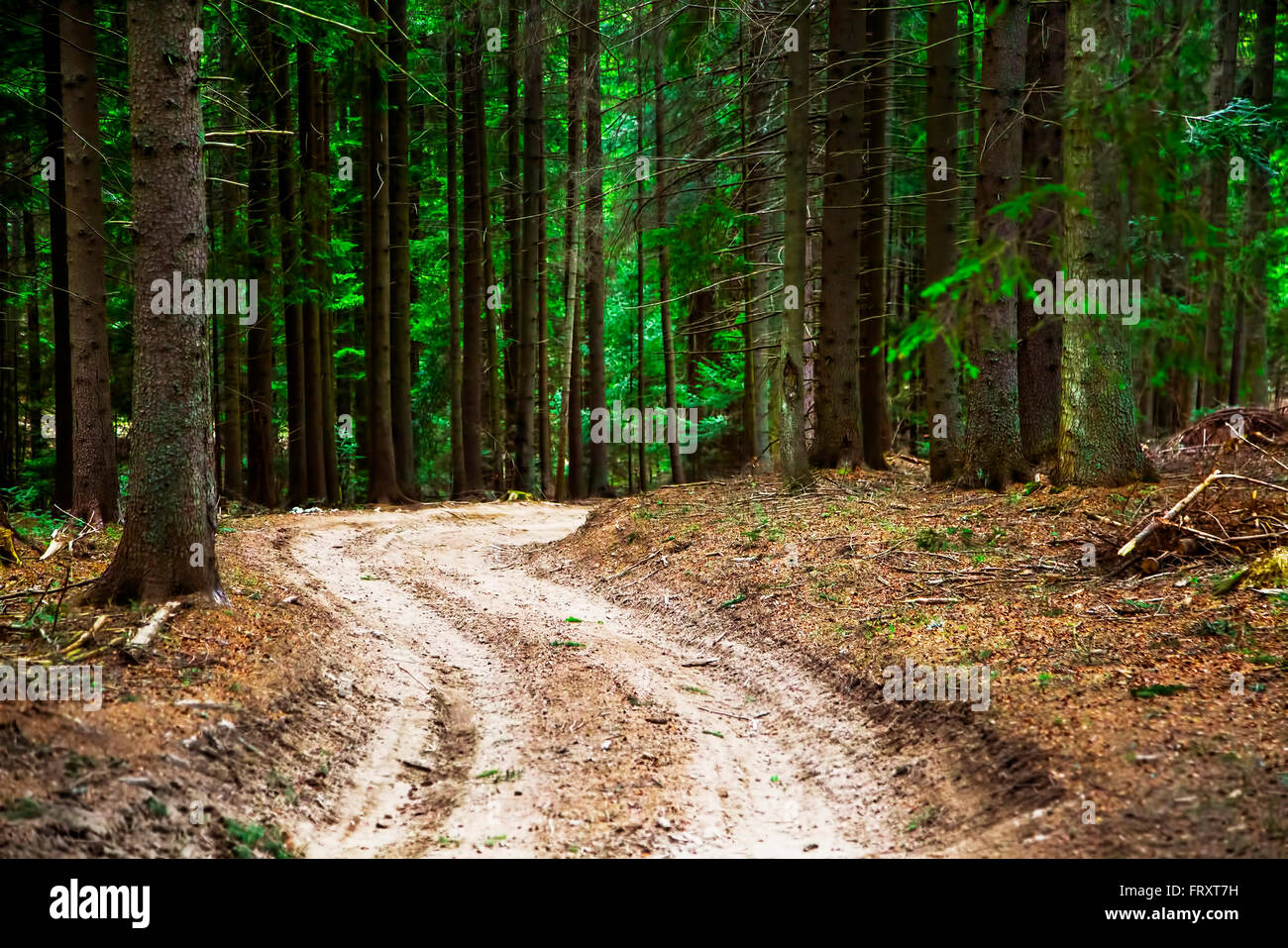 Road in the green fir tree forest, coniferous forest Stock Photo - Alamy