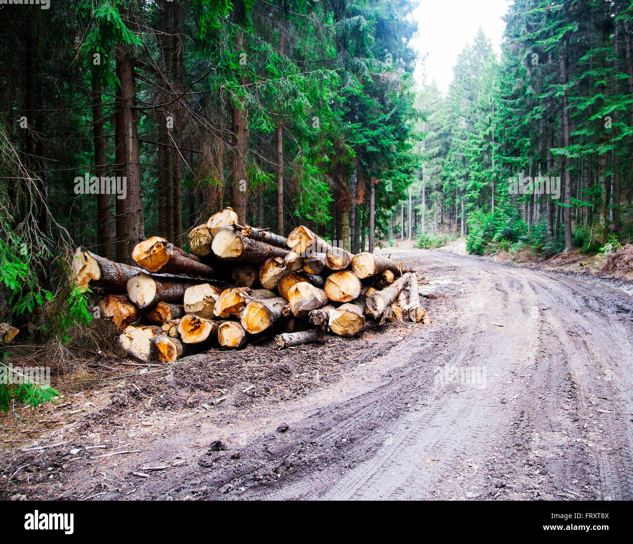 Deforestation.Cutted trees placed on the side of forest road Stock ...
