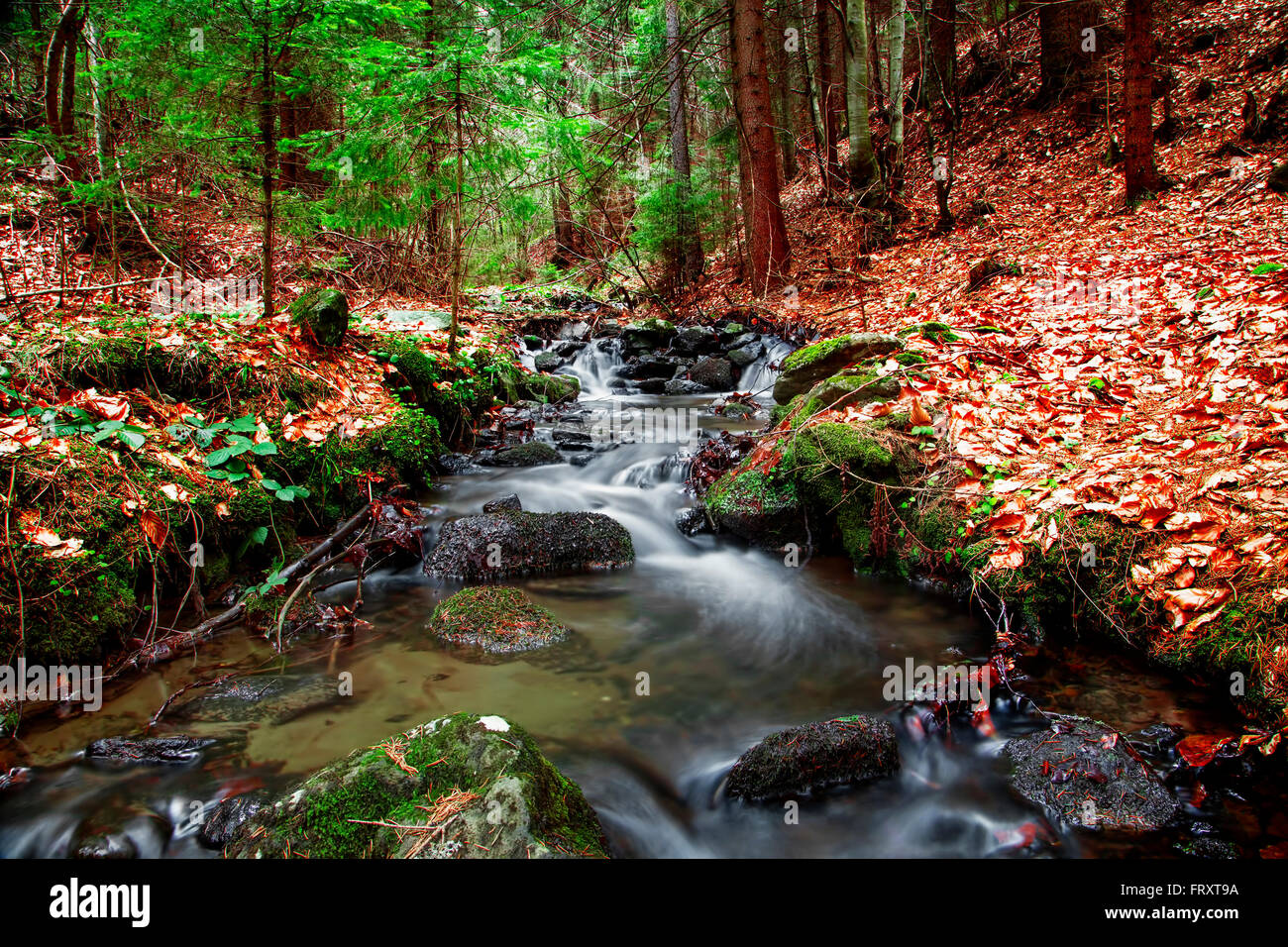 Forest spring with dried autumn leaves and green moss and vegetation ...