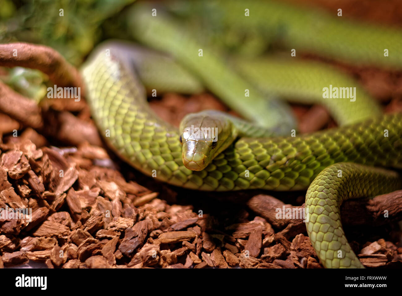 Snake in the terrarium - Green rat snake Stock Photo - Alamy