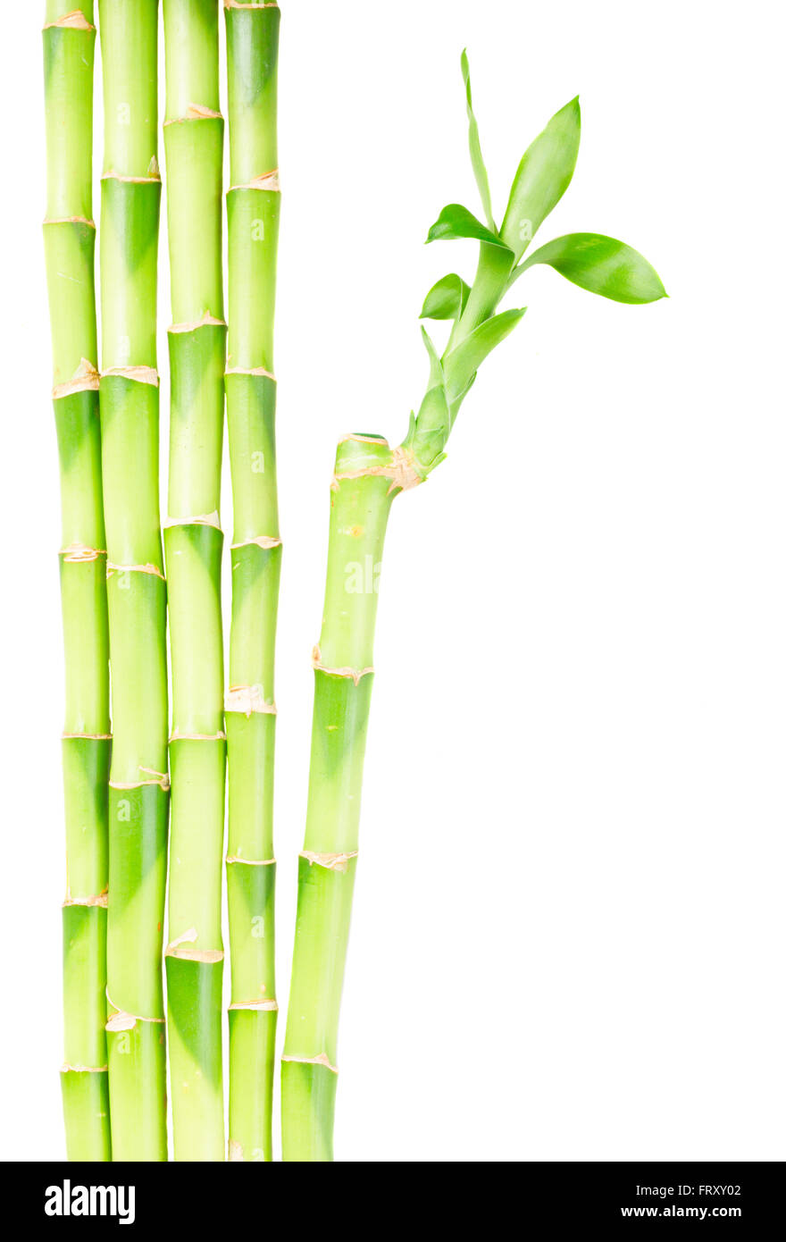 Lush stems Cut Out Stock Images & Pictures - Alamy