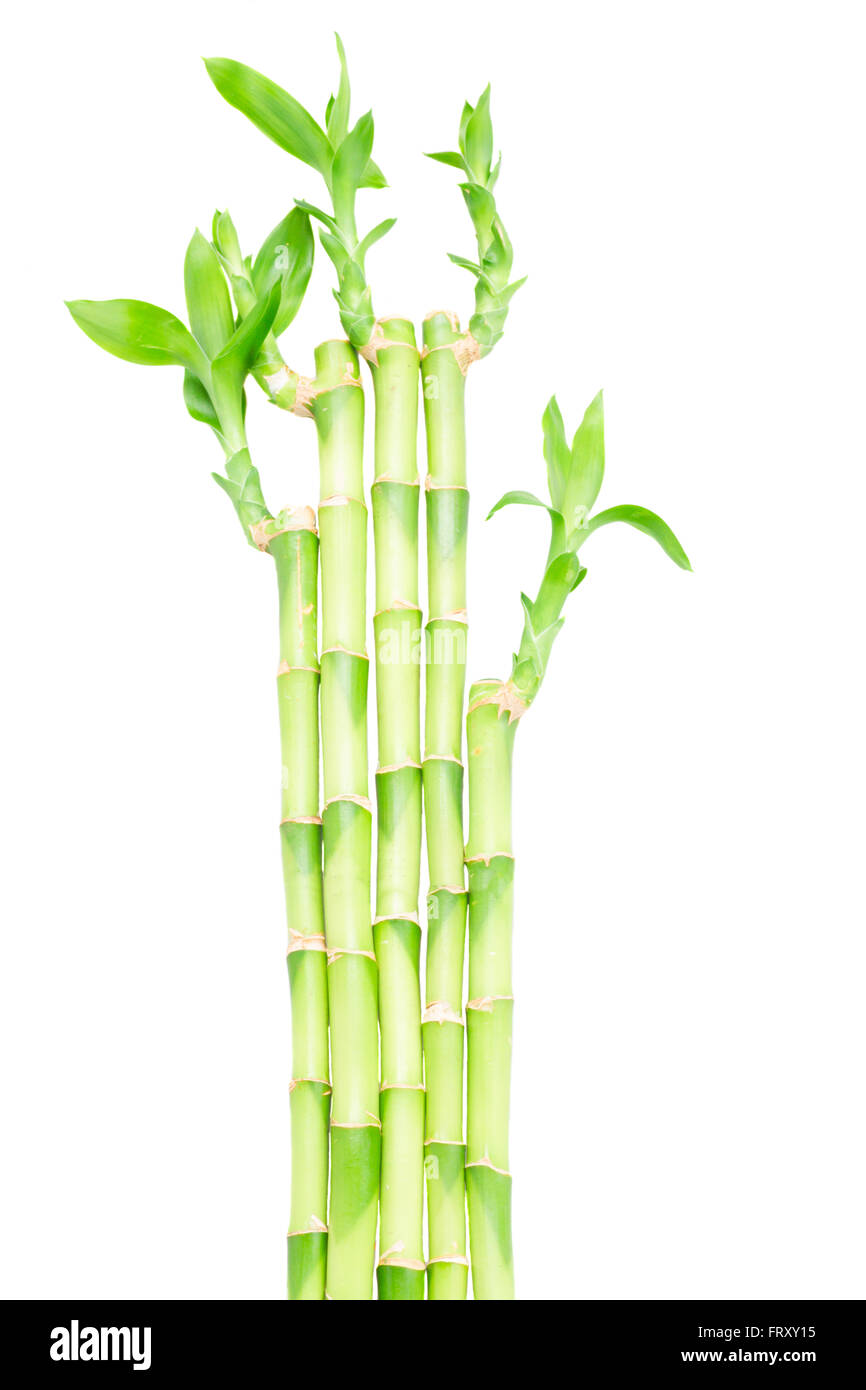 green bamboo stems Stock Photo - Alamy