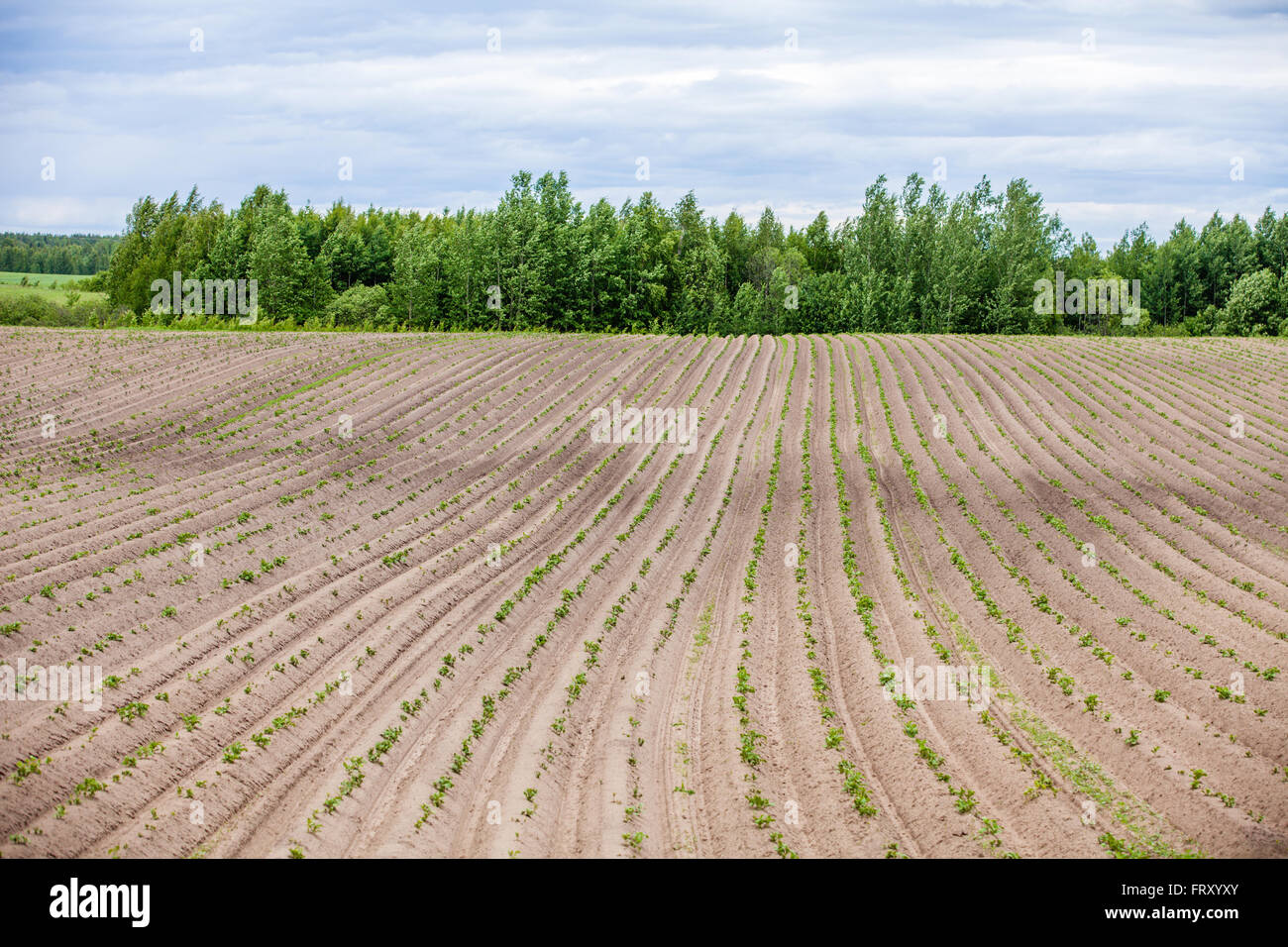Country farm landscape - plowed field and trees. Agriculture beginning ...