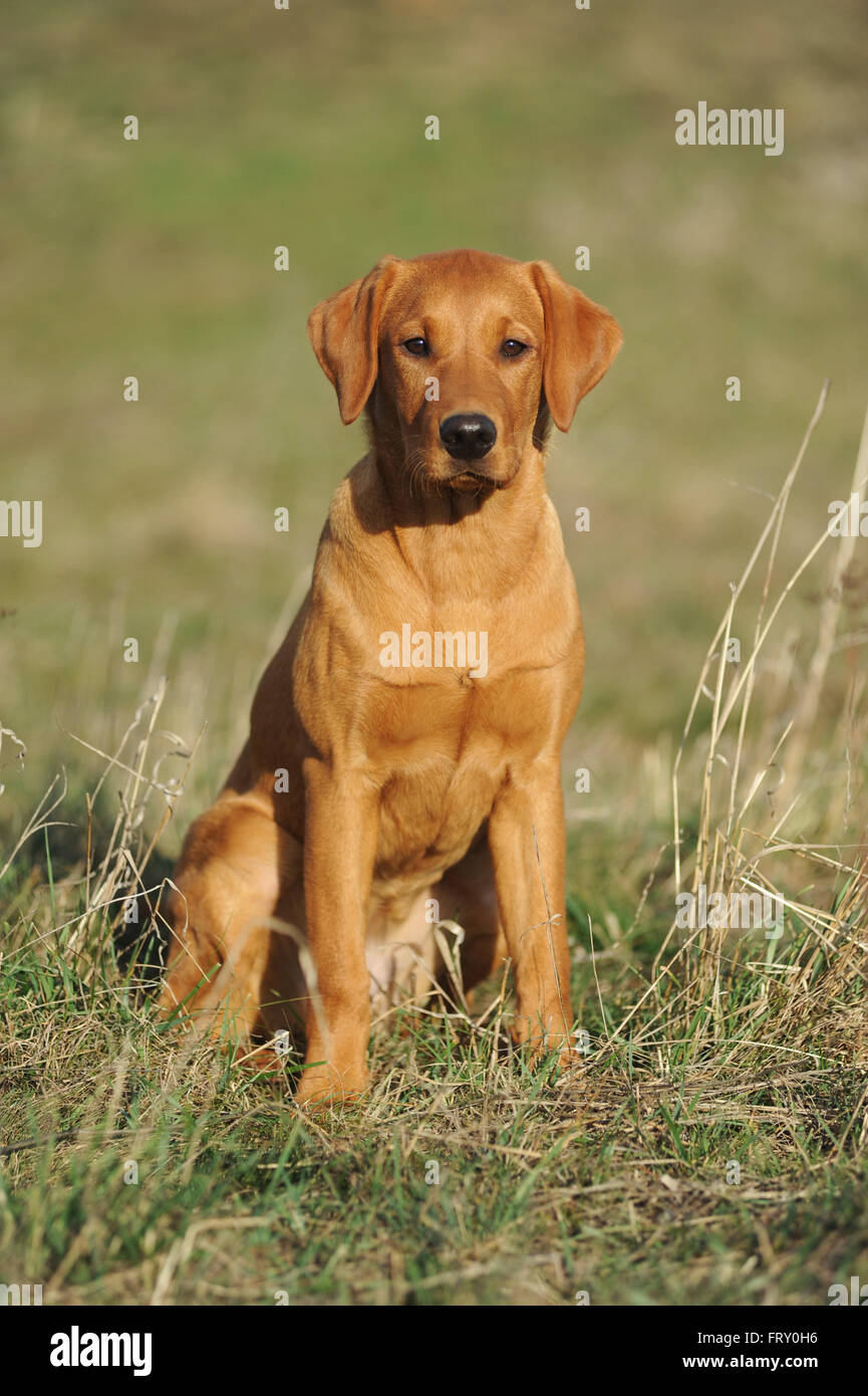 Female labrador retriever hi-res stock photography and images - Alamy