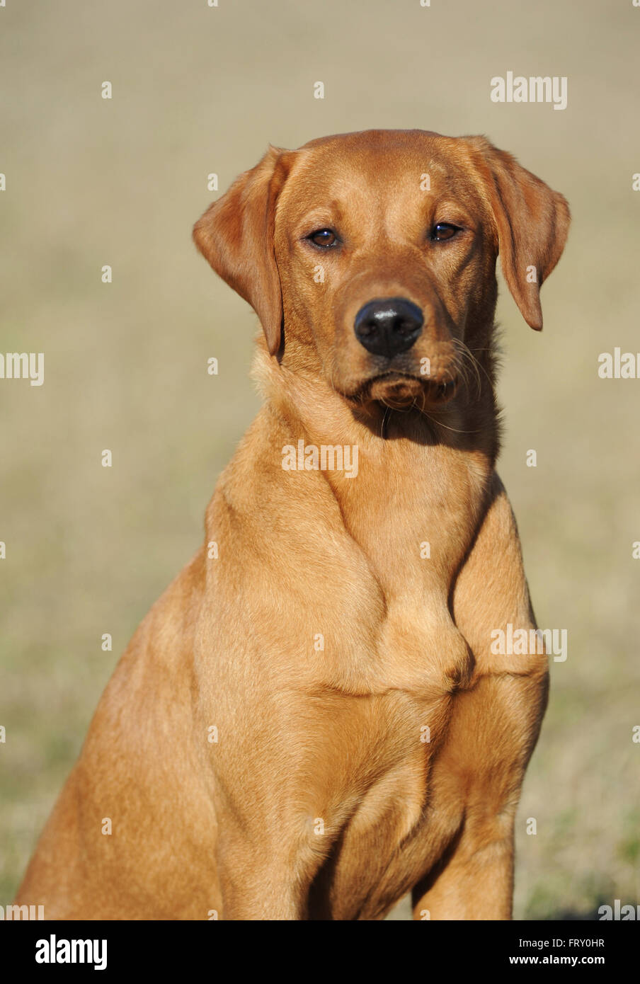 Female Yellow Lab Puppy