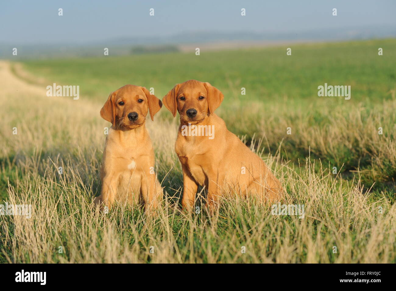Labrador Retriever, puppies, yellow Stock Photo - Alamy