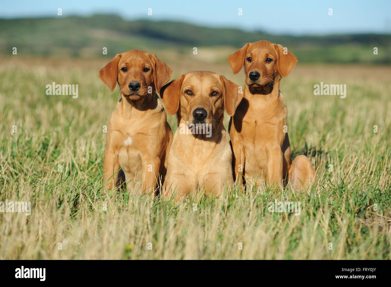 Labrador retriever, yellow, female dog with puppies Stock Photo - Alamy