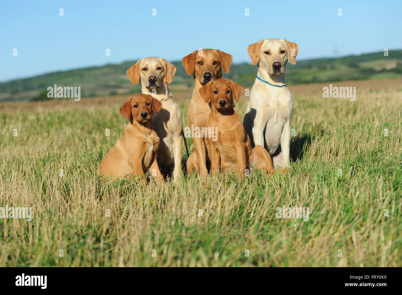 Group of dogs labrador hi-res stock photography and images - Alamy