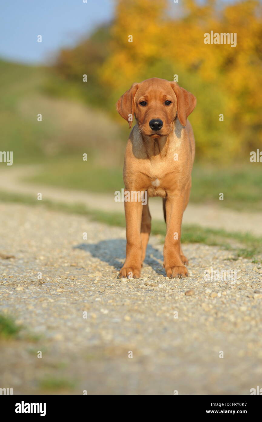 Labrador retriever yellow standing hi-res stock photography and images ...