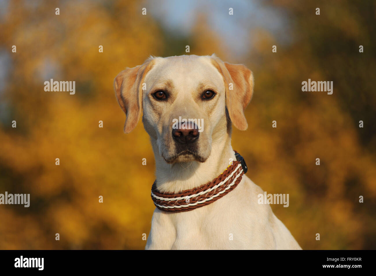 Labrador retriever, yellow, dog, portrait Stock Photo - Alamy